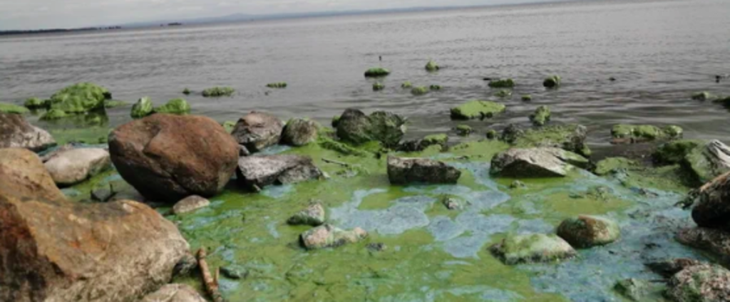 Clean Up Lough Neagh Now! | Act Now