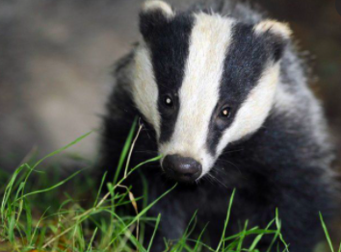 Tell Poots to stop the badger Cull | Act Now