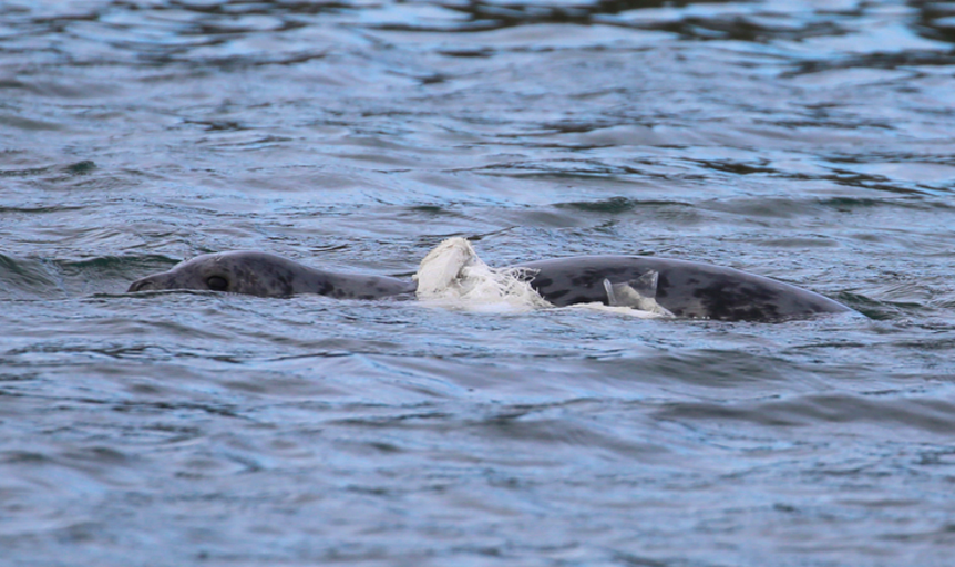 Take action on plastic pollution in Northern Ireland | Act Now
